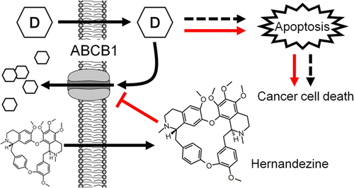 Hernandezine，一种双苄基异喹啉生物碱，具有对多药抗性连锁的ATP结合盒式药物转运蛋白ABCB1的选择性抑制活性,Journal of Natural Products - X-MOL
