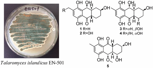 海洋藻类内生真菌 Talaromyces islandicus EN-501的抗氧化剂氢蒽醌,Journal of Natural ...