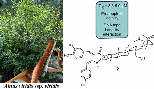 Bioactive Pentacyclic Triterpene Ester Derivatives from Alnus viridis ...