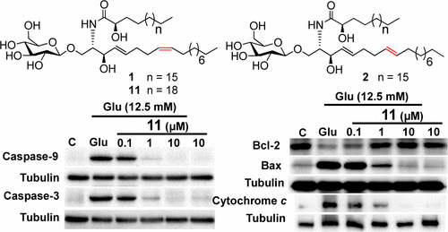 通过调节PC12细胞中的Caspase-3和Bax / Bcl-2信号通路，从 巨大的Ty虫 中脑苷脂的神经保护活性。,Journal of ...