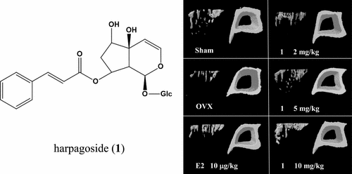 通过上调成骨细胞中BMP2和Wnt信号通路及抑制破骨细胞分化，使Harpagoside的抗骨质疏松活性,Journal of Natural ...