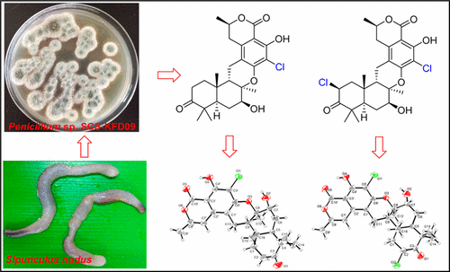 Chrodrimanins K–N and Related Meroterpenoids from the Fungus ...