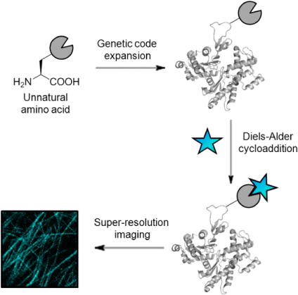 Genetic Code Expansion Enables Live-Cell and Super-Resolution Imaging of Site-Specifically ...