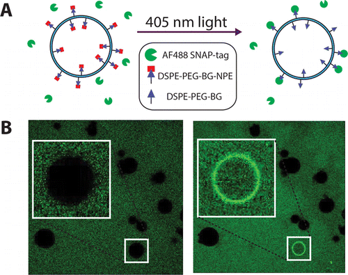 SNAP-Tag-Reactive Lipid Anchors 使蛋白质在磷脂膜上的定位和时空控制成为可能,Journal of the ...