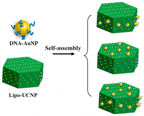 DNA功能化等离子体上转换超结构的区域特异性异质组装,Journal of the American Chemical Society - X-MOL