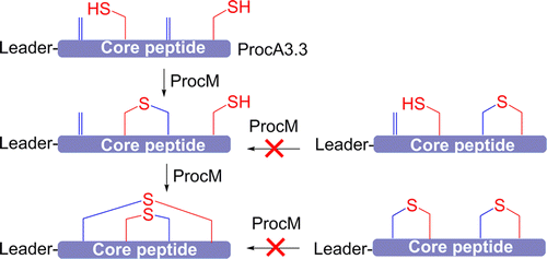 Product Formation by the Promiscuous Lanthipeptide Synthetase ProcM is ...