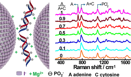 Label-Free Surface-Enhanced Raman Spectroscopy Detection of DNA with Single-Base Sensitivity ...