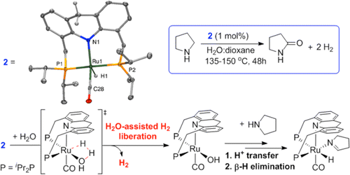 Mechanistic Investigations of the Catalytic Formation of Lactams from ...
