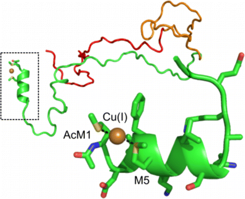 Copper Binding to the N-Terminally Acetylated, Naturally Occurring Form ...
