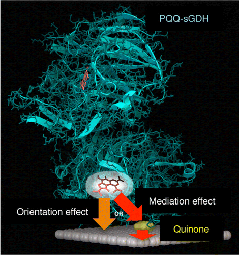 Role of Quinones in Electron Transfer of PQQ–Glucose Dehydrogenase ...