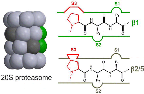 Systematic Analyses of Substrate Preferences of 20S Proteasomes Using Peptidic Epoxyketone ...
