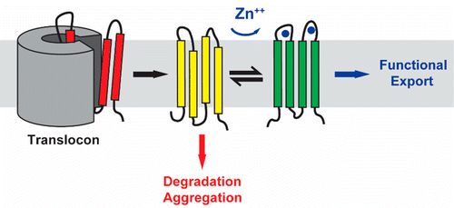 Conformational Stability and Pathogenic Misfolding of the Integral ...