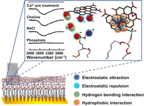 Revealing the Nature of Interaction between Graphene Oxide and Lipid ...