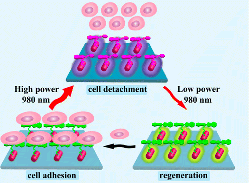 Noninvasive and Reversible Cell Adhesion and Detachment via Single ...
