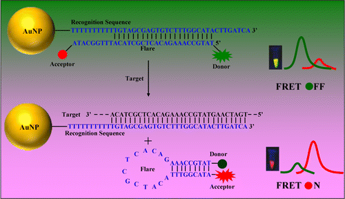 用于细胞内 mRNA 检测的 FRET Nanoflares：避免假阳性信号并最大限度地减少系统波动的影响,Journal of the American Chemical Society ...