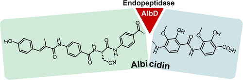 The Albicidin Resistance Factor AlbD Is a Serine Endopeptidase That ...