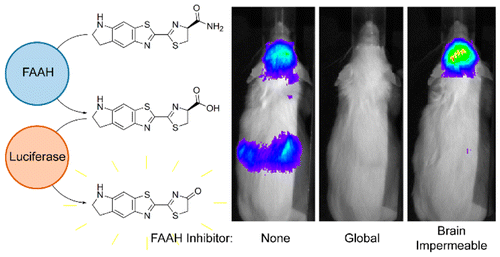 Luciferin Amides Enablein VivoBioluminescence Detection of Endogenous ...