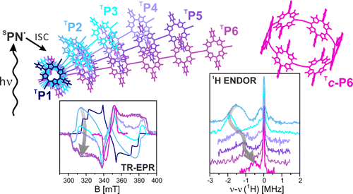瞬时 EPR 揭示了一系列环状和线性 π 偶联卟啉寡聚体中的三重态离址,Journal of the American Chemical ...