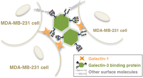 Galectin-3 Binding Protein and Galectin-1 Interaction in Breast Cancer ...
