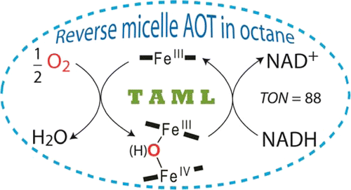 反胶束中 TAML 活化剂对分子氧的活化：FeIIIFeIVDimer 的表征和相关催化化学,Journal of the American ...