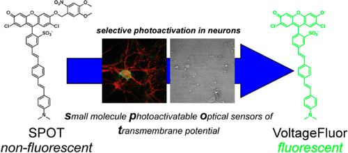 A Small-Molecule Photoactivatable Optical Sensor of Transmembrane ...