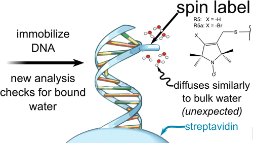 Anomalously Rapid Hydration Water Diffusion Dynamics Near DNA Surfaces ...