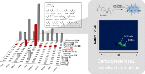 Identification of Tissue-Restricted Bioreaction Suitable for in Vivo ...