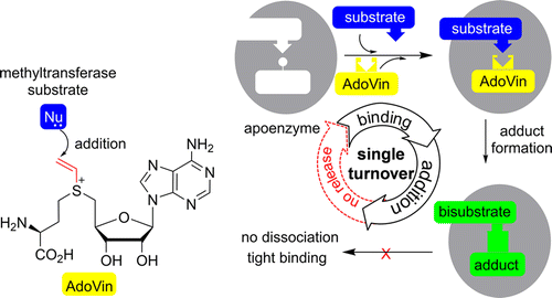通过紧密结合的双底物加合物的原位形成捕获未知底物：S-腺苷-长春硫氨酸作为 AdoMet 依赖性甲基转移酶的功能探针,Journal of ...