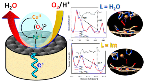 Electrocatalytic O2-Reduction by Synthetic CytochromecOxidase Mimics: Identification of a ...