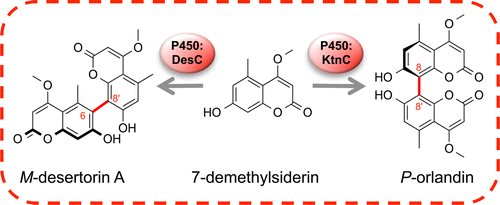 Cytochrome P450-Catalyzed Regio- and Stereoselective Phenol Coupling of ...