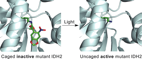 突变异柠檬酸脱氢酶 2 的光激活揭示了与癌症相关的快速代谢和表观遗传变化,Journal of the American Chemical ...