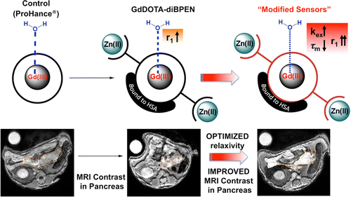 Amplifying the Sensitivity of Zinc(II) Responsive MRI Contrast Agents ...