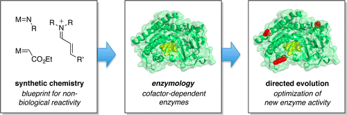 Chemomimetic Biocatalysis: Exploiting the Synthetic Potential of ...
