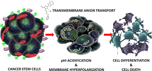 Facilitated Anion Transport Induces Hyperpolarization of the Cell ...