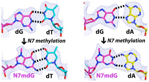 N7 甲基化改变双链 DNA 中鸟嘌呤的氢键模式,Journal of the American Chemical Society - X-MOL