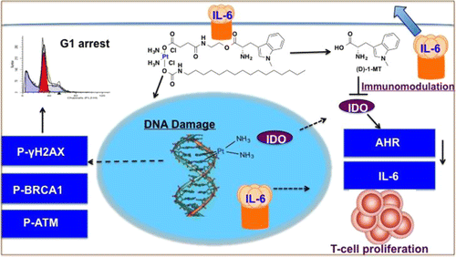 A Pt(IV) Pro-drug Preferentially Targets Indoleamine-2,3-dioxygenase, Providing Enhanced Ovarian ...