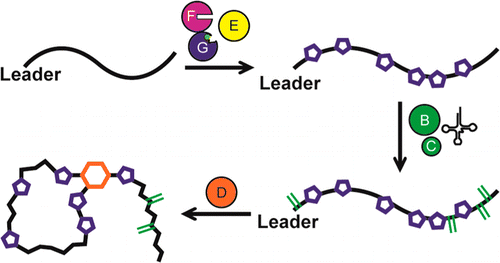 In Vitro Biosynthesis of the Core Scaffold of the Thiopeptide ...