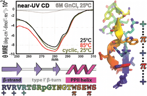 A Miniature Protein Stabilized by a Cation−π Interaction Network ...