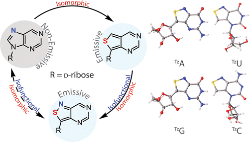 发光 RNA 字母表的化学诱变,Journal of the American Chemical Society - X-MOL