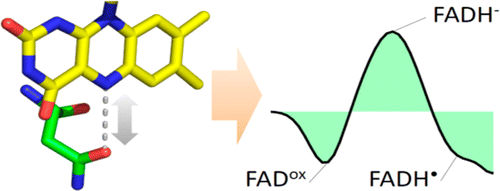 从黄素 N5 到近端天冬酰胺的单氢键捐赠确保 DNA 光解酶中的 FAD 减少,Journal of the American ...