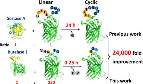 Butelase 1：用于肽和蛋白质大环化的多功能连接酶,Journal of the American Chemical Society ...