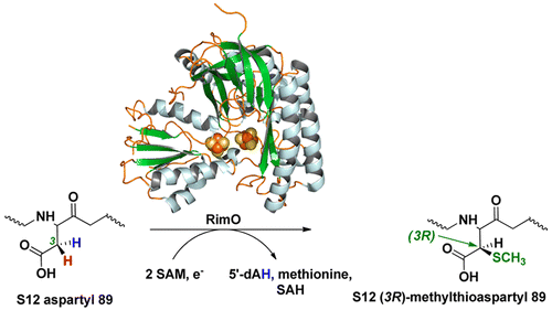 Stereochemical Course of the Reaction Catalyzed by RimO, a Radical SAM ...