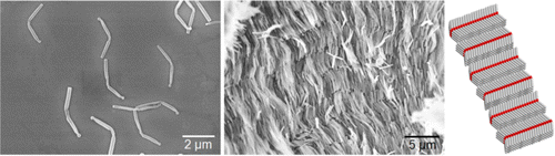 Synthesis and Liquid-Crystal Behavior of Bent Colloidal Silica Rods ...