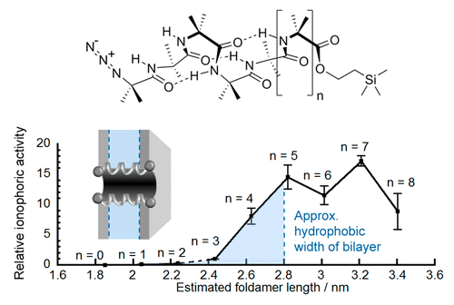 Length-Dependent Formation of Transmembrane Pores by 310-Helical α ...