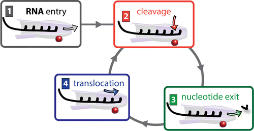 Molecular Mechanism of Processive 3′ to 5′ RNA Translocation in the ...