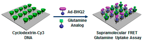 Supramolecular Probes for Assessing Glutamine Uptake Enable Semi ...