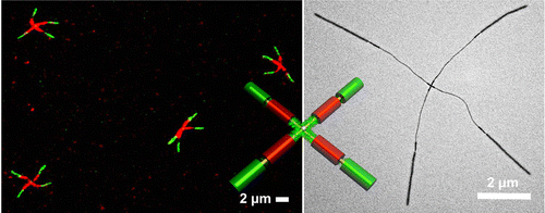 通过两亲圆柱形三嵌段胶束的分层组装“交叉”超胶束,Journal of the American Chemical Society - X-MOL