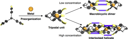 A Hierarchical Self-Assembly System Built Up from Preorganized Tripodal ...