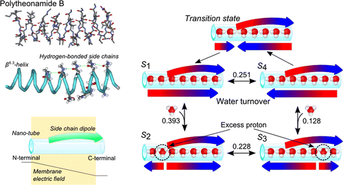 Rectified Proton Grotthuss Conduction Across a Long Water-Wire in the ...