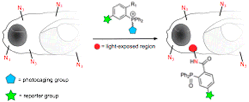 Light-Activated Staudinger–Bertozzi Ligation within Living Animals ...